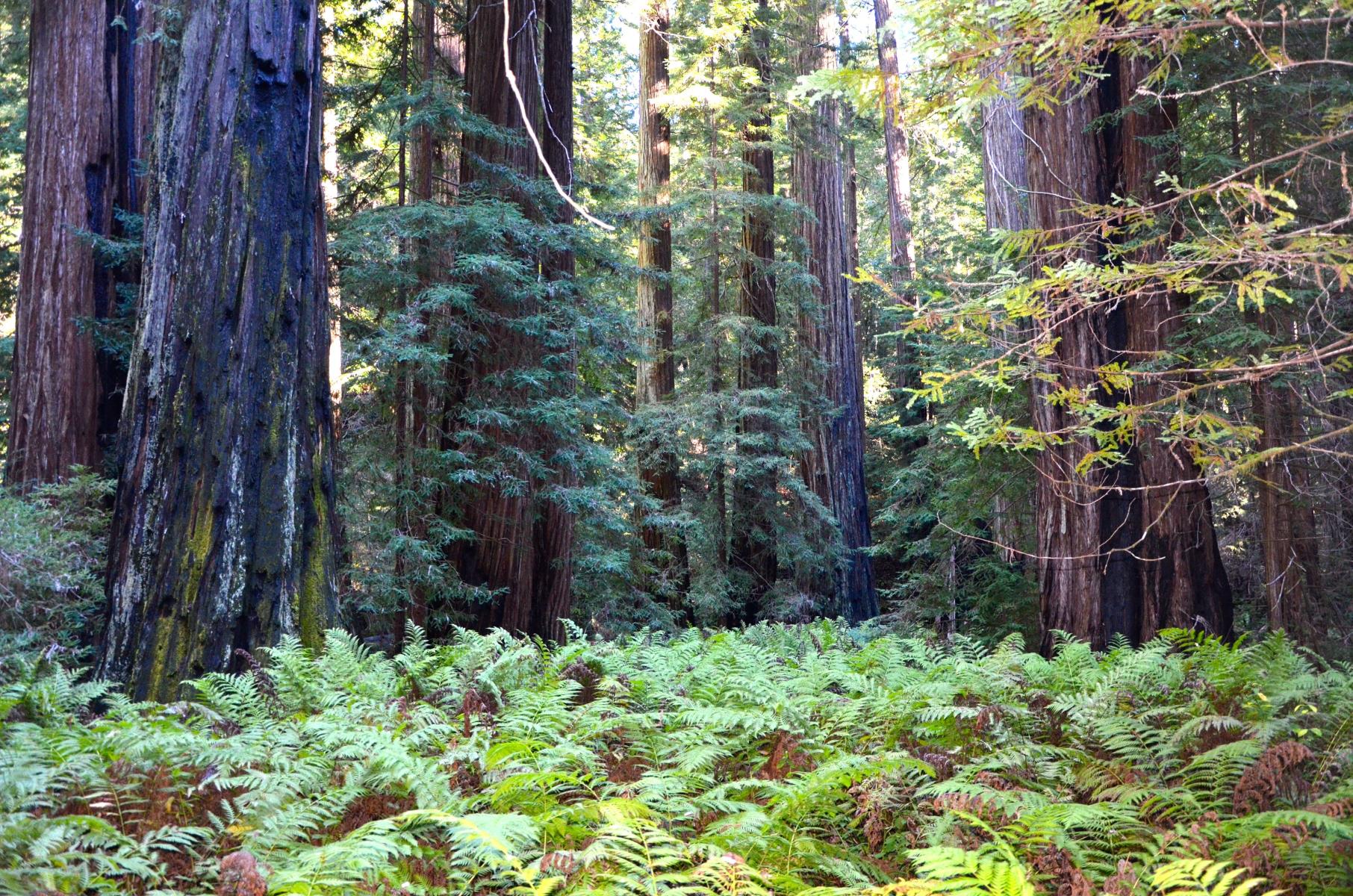 Old Growth Forests