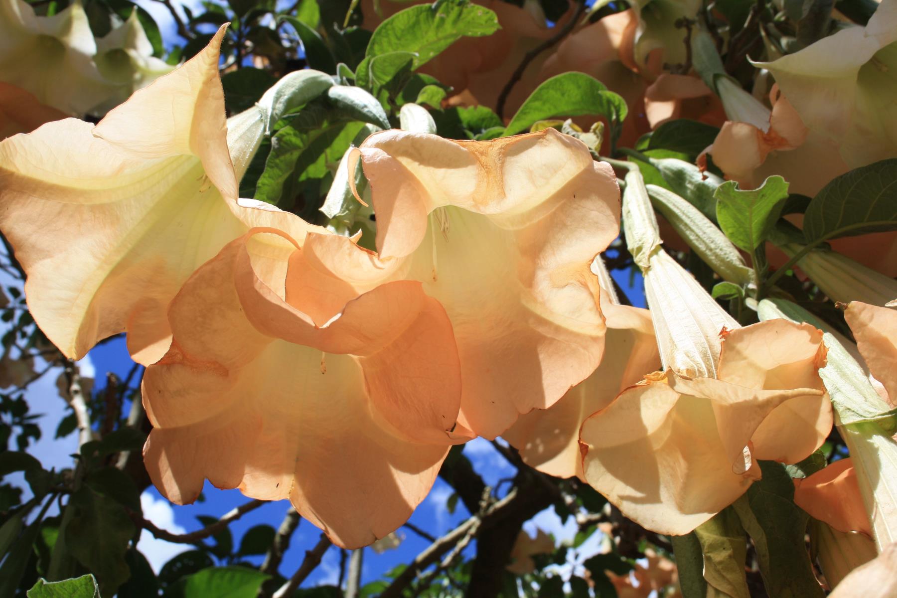 Psychedelic / Psychotropic / Toxic plants