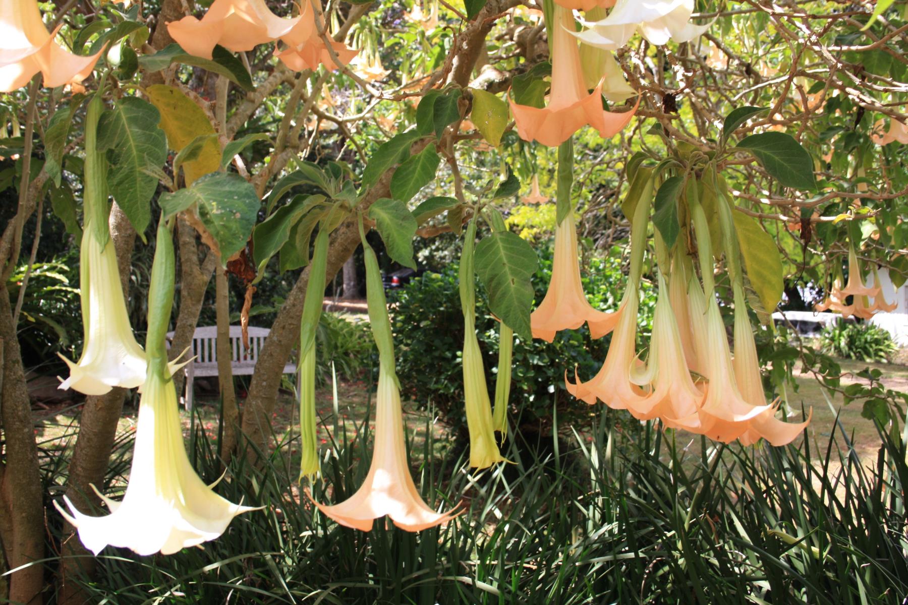 Psychedelic / Psychotropic / Toxic plants