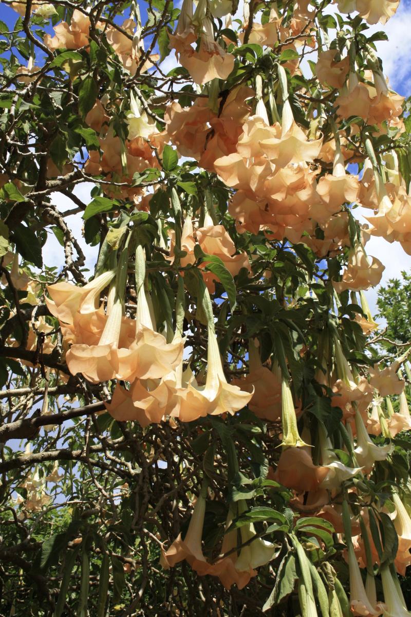 Psychedelic / Psychotropic / Toxic plants